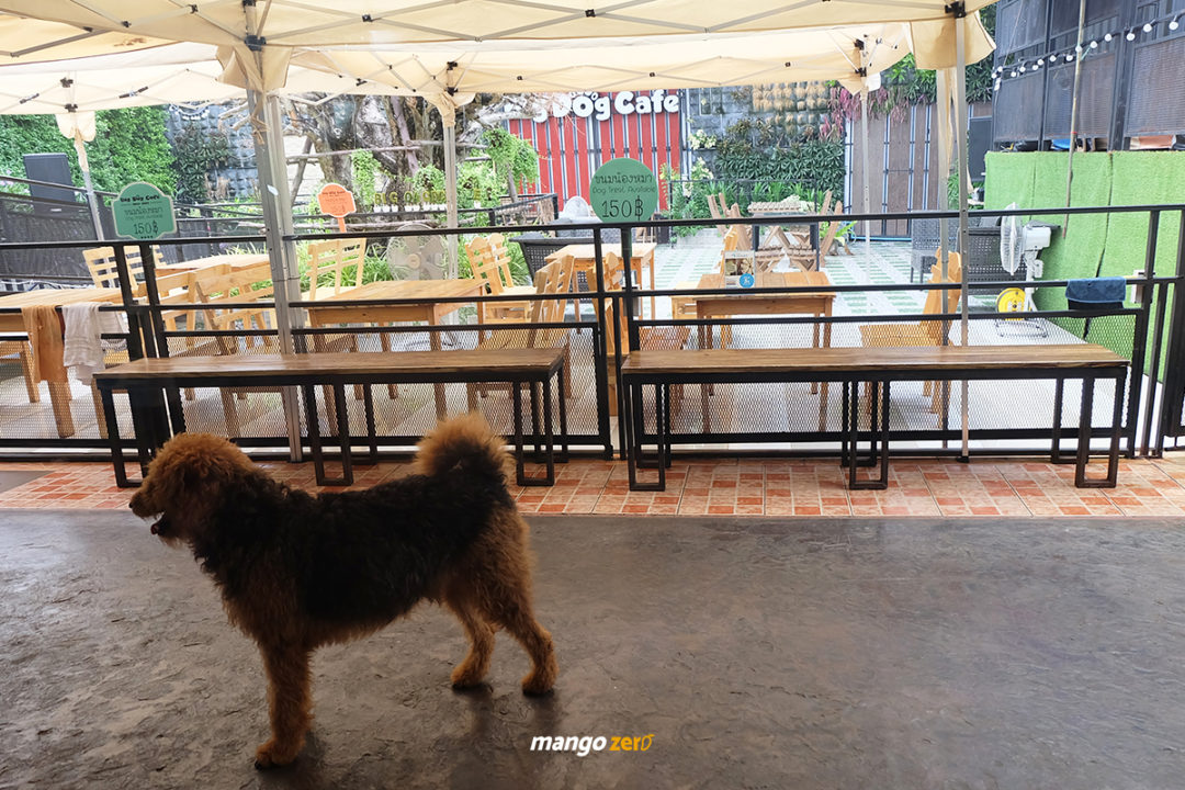 นั่งชิว จิบชา กอดน้องหมา (ตัวใหญ่) ที่ Big Dog Cafe’