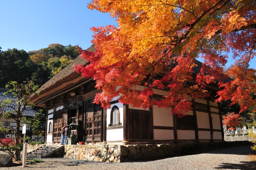 Ankokuji Ayabe Kyoto - Mango Zero