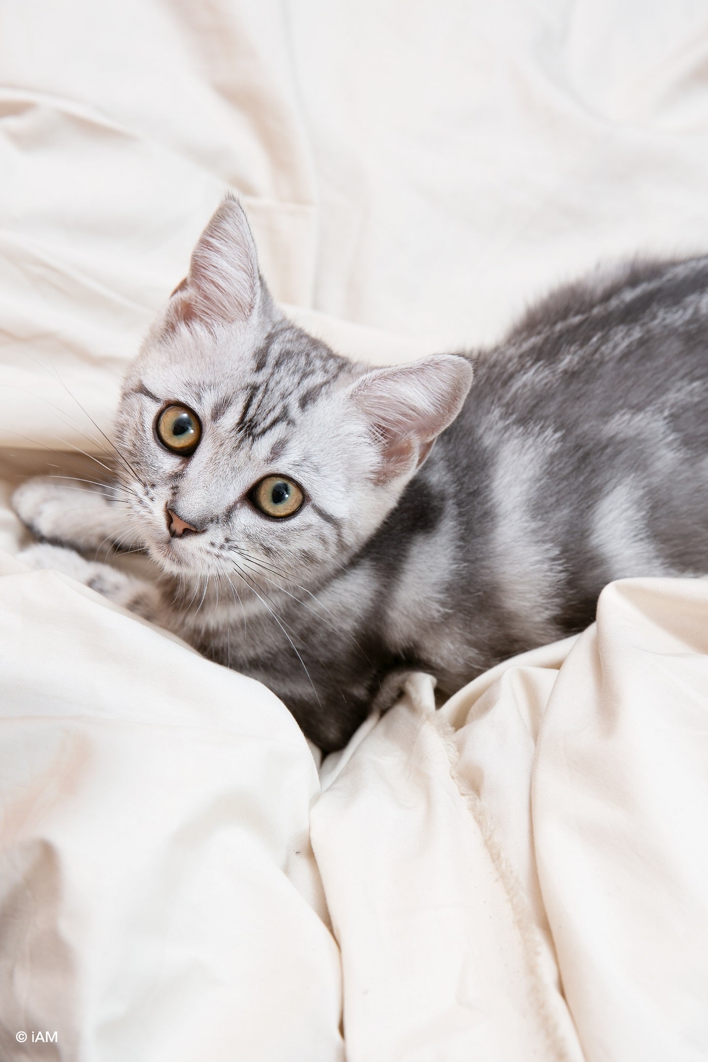 น่าจับตานะเมี๊ยว! Cat Idol by CGM48 กับภารกิจดันเจ้าแมวให้แจ้งเกิดในโลก ...