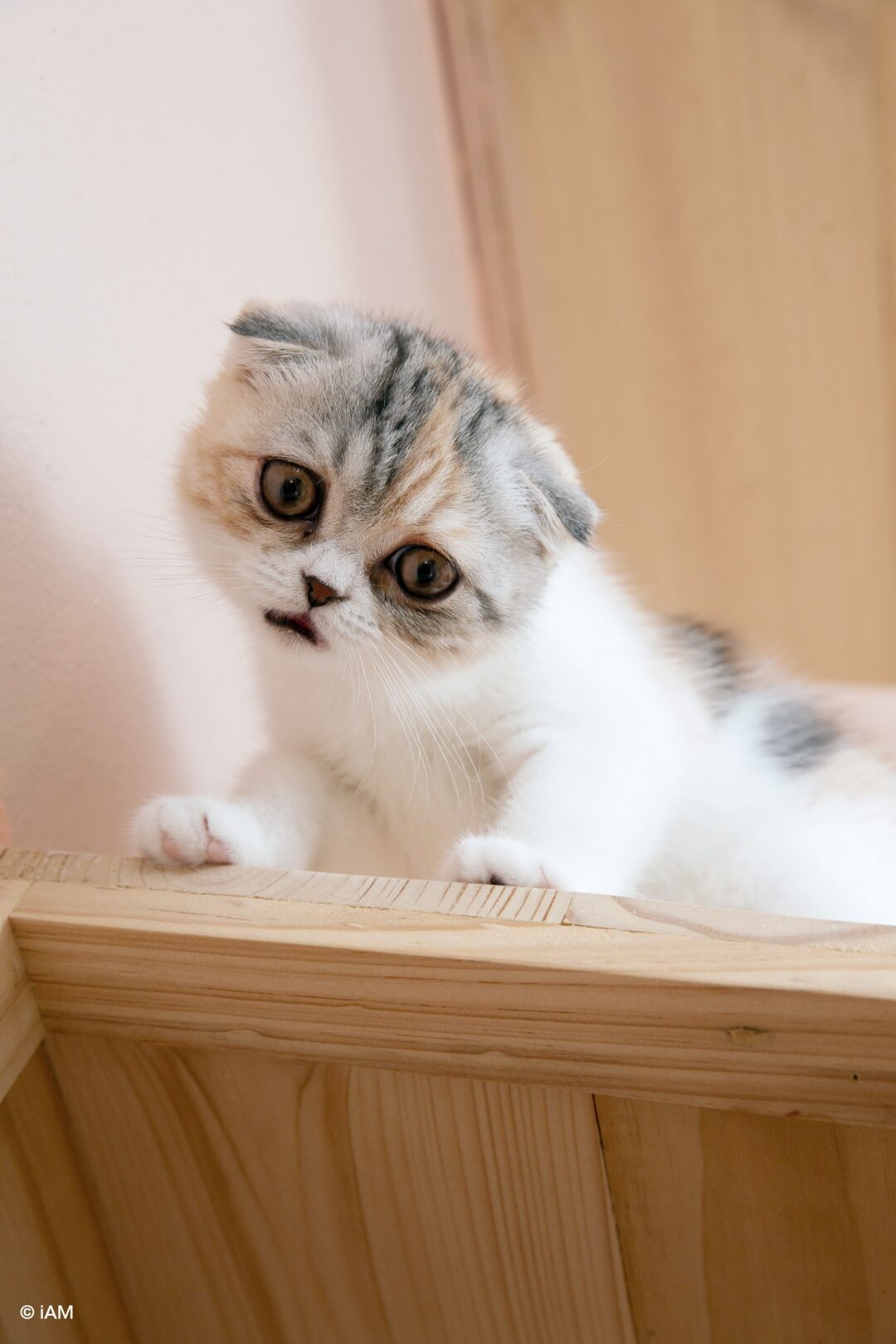 น่าจับตานะเมี๊ยว! Cat Idol by CGM48 กับภารกิจดันเจ้าแมวให้แจ้งเกิดในโลก ...