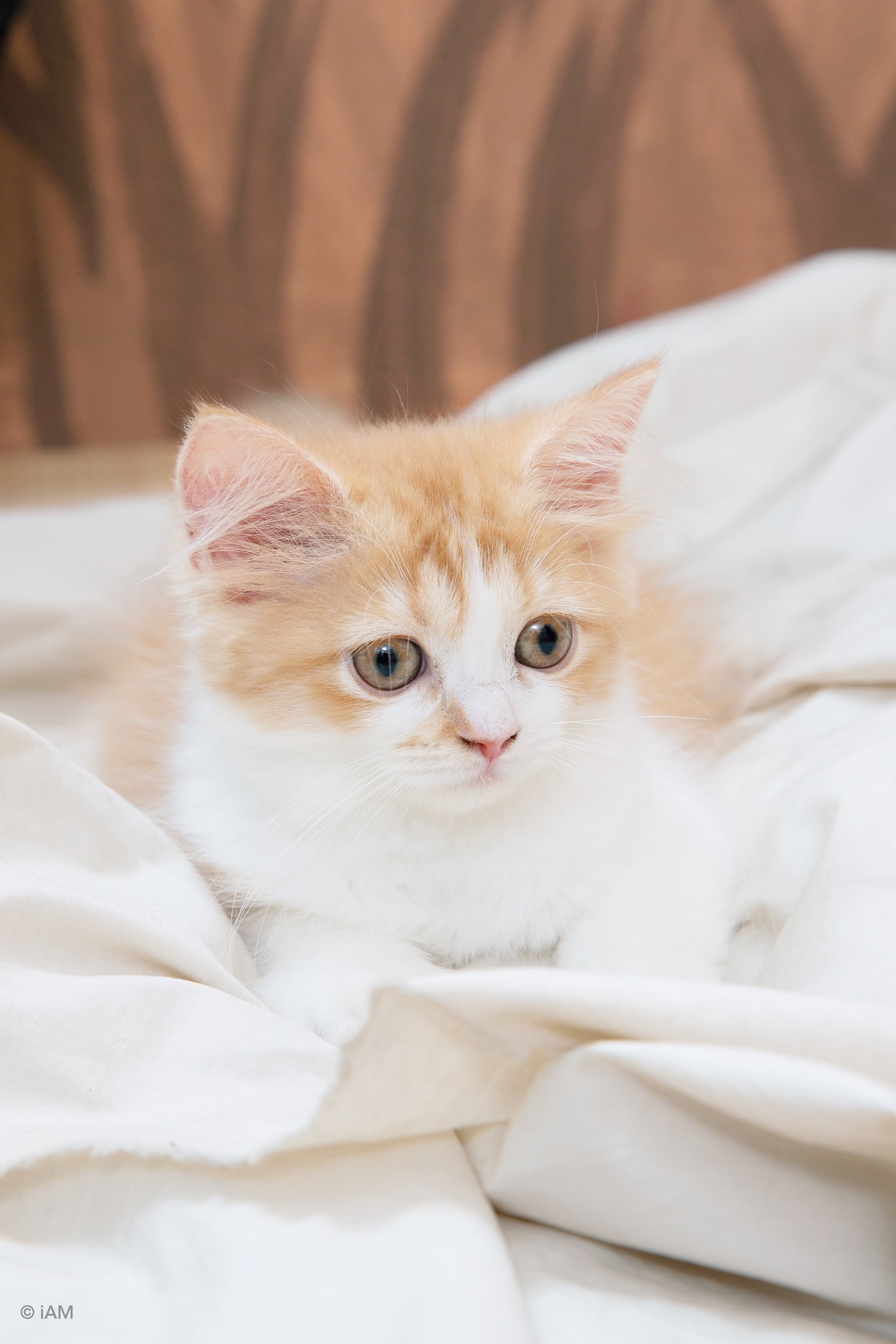 น่าจับตานะเมี๊ยว! Cat Idol by CGM48 กับภารกิจดันเจ้าแมวให้แจ้งเกิดในโลก ...