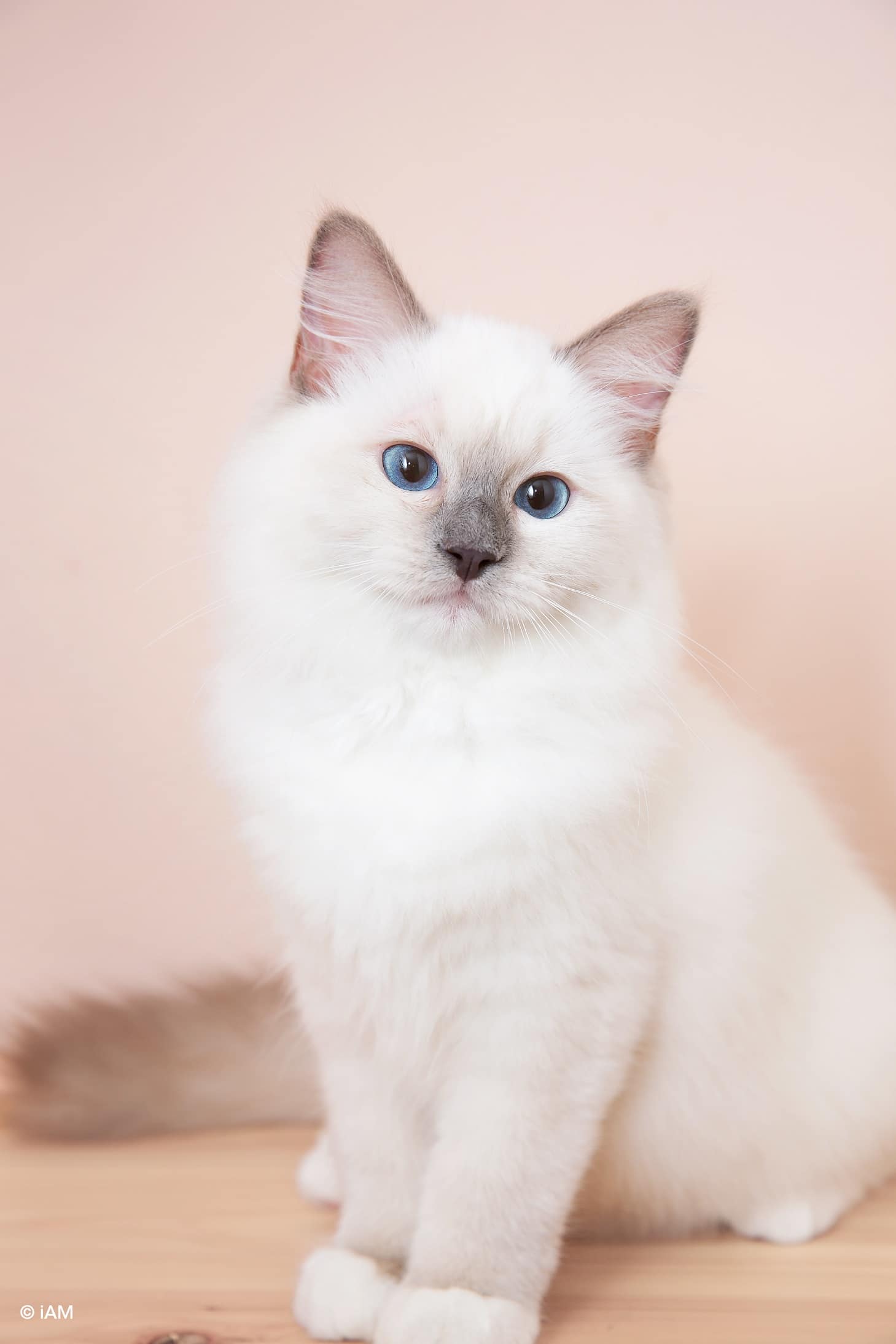 น่าจับตานะเมี๊ยว! Cat Idol by CGM48 กับภารกิจดันเจ้าแมวให้แจ้งเกิดในโลก ...