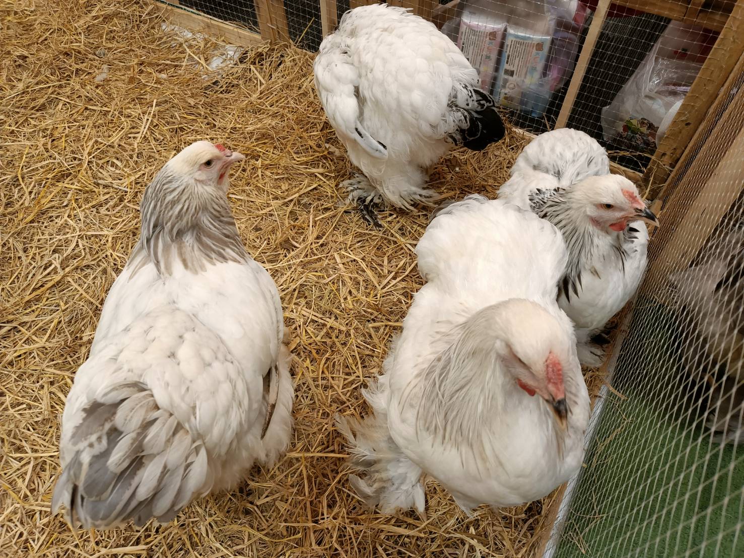 ไก่ บราม่า - Mango Zero