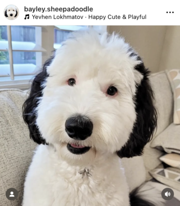 งู้ยยย เอ็นดูไอ้ต้าวววววว! ชาวเน็ตฮือฮา แห่เอ็นดูน้องหมา “Bayley ...