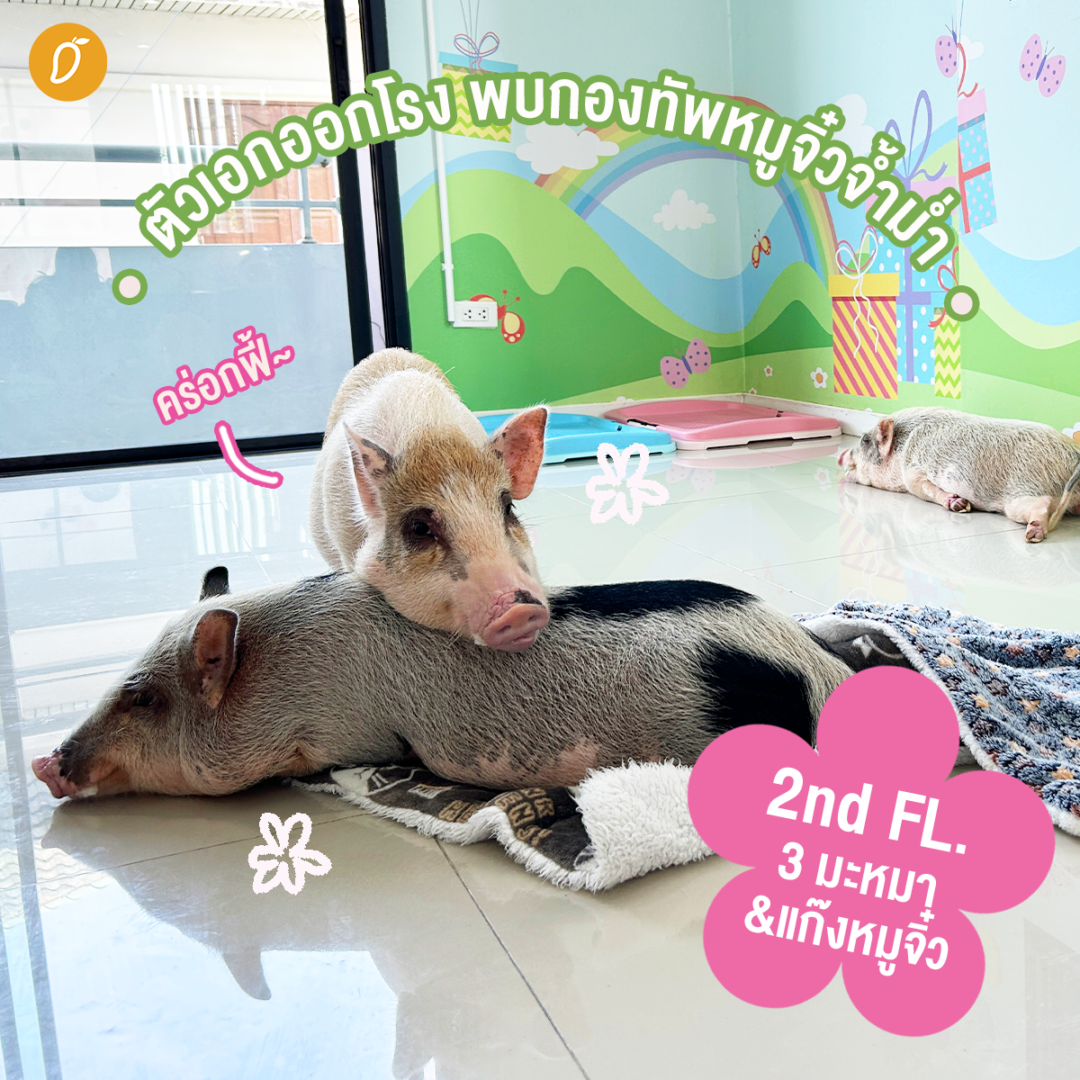 เหนื่อยมาจากไหน ให้หมูจิ๋วฮีลลิ่งหัวใจ ️ รีวิว MINI PIGS CAFE - คาเฟ่หมูจิ๋วแห่งแรกในประเทศไทย