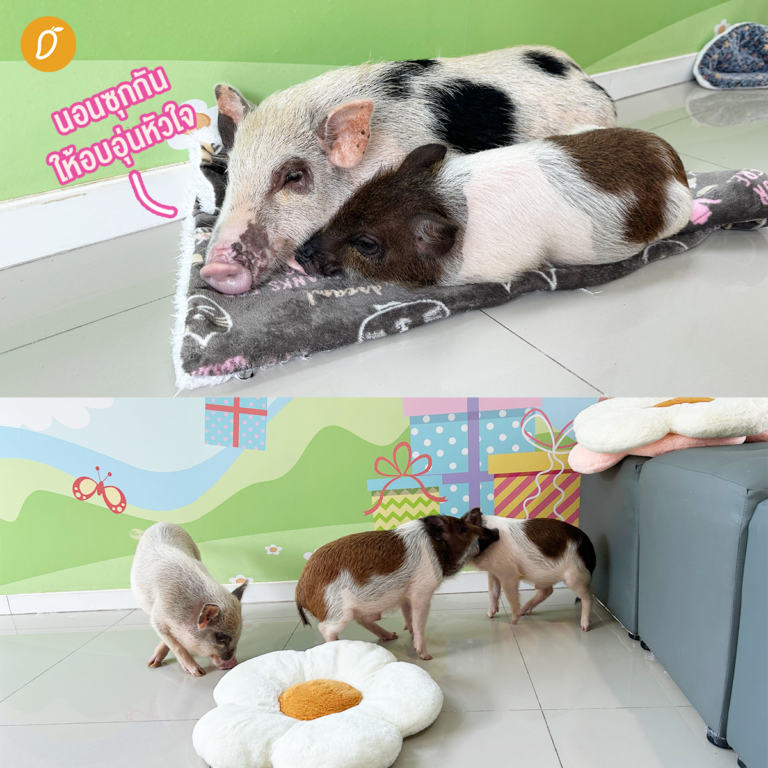เหนื่อยมาจากไหน ให้หมูจิ๋วฮีลลิ่งหัวใจ ️ รีวิว MINI PIGS CAFE - คาเฟ่หมูจิ๋วแห่งแรกในประเทศไทย