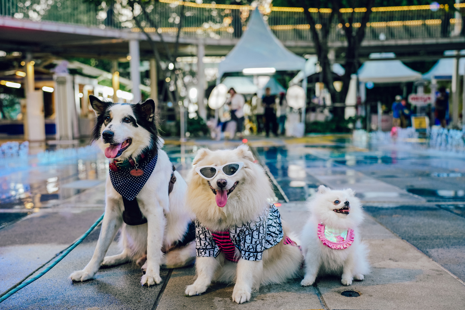 เก็บตกความคิ้วท์ของสี่ขาตัวแสบ เมกาบางนา จัดงาน “MEGA PET DAY 2024 : PAW OF FAME” ชวนเพื่อนรัก ...