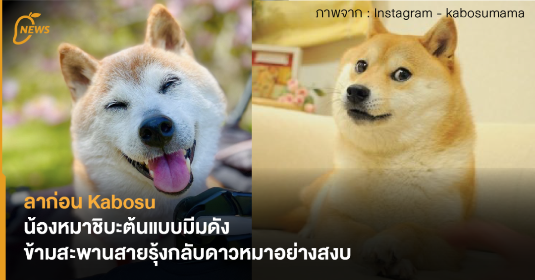 ลาก่อน Kabosu น้องหมาชิบะต้นแบบมีมดัง ข้ามสะพานสายรุ้งกลับดาวหมาอย่างสงบ